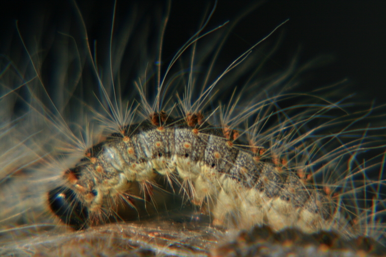Eikenprocessierups bescheiden gast op Weverslo - Natuurbegraafplaats ...